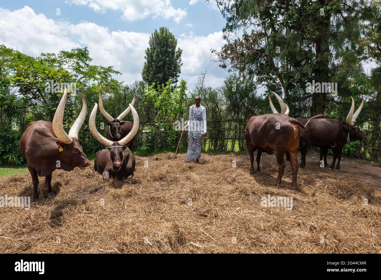 Inyambo (sacred) cows with huge horns and guardians in the garden of ...