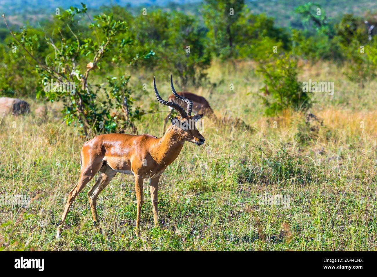 Skin Graze High Resolution Stock Photography and Images - Alamy