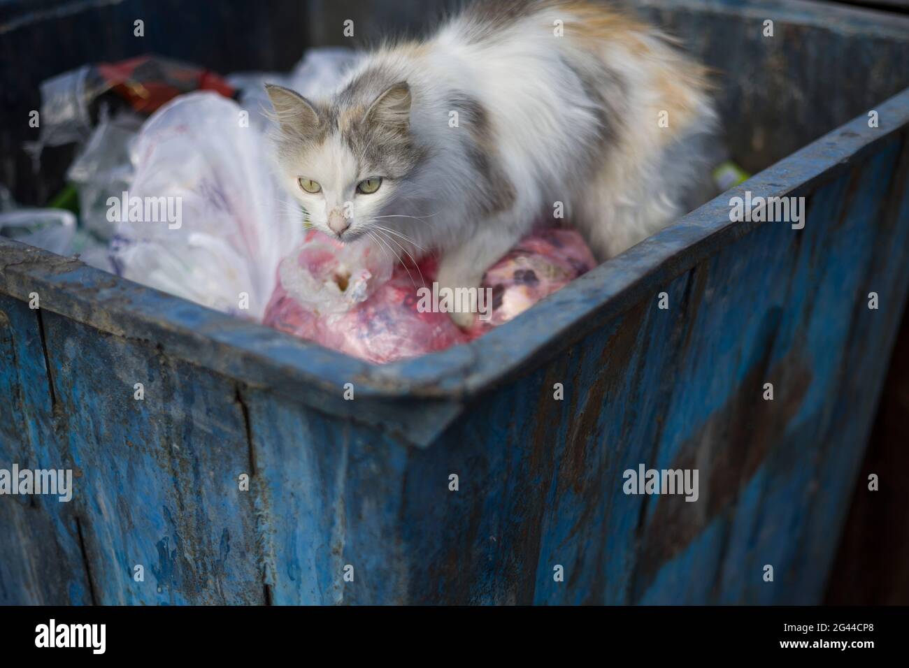 Cat looks for food in the dumpster garbage Stock Photo - Alamy