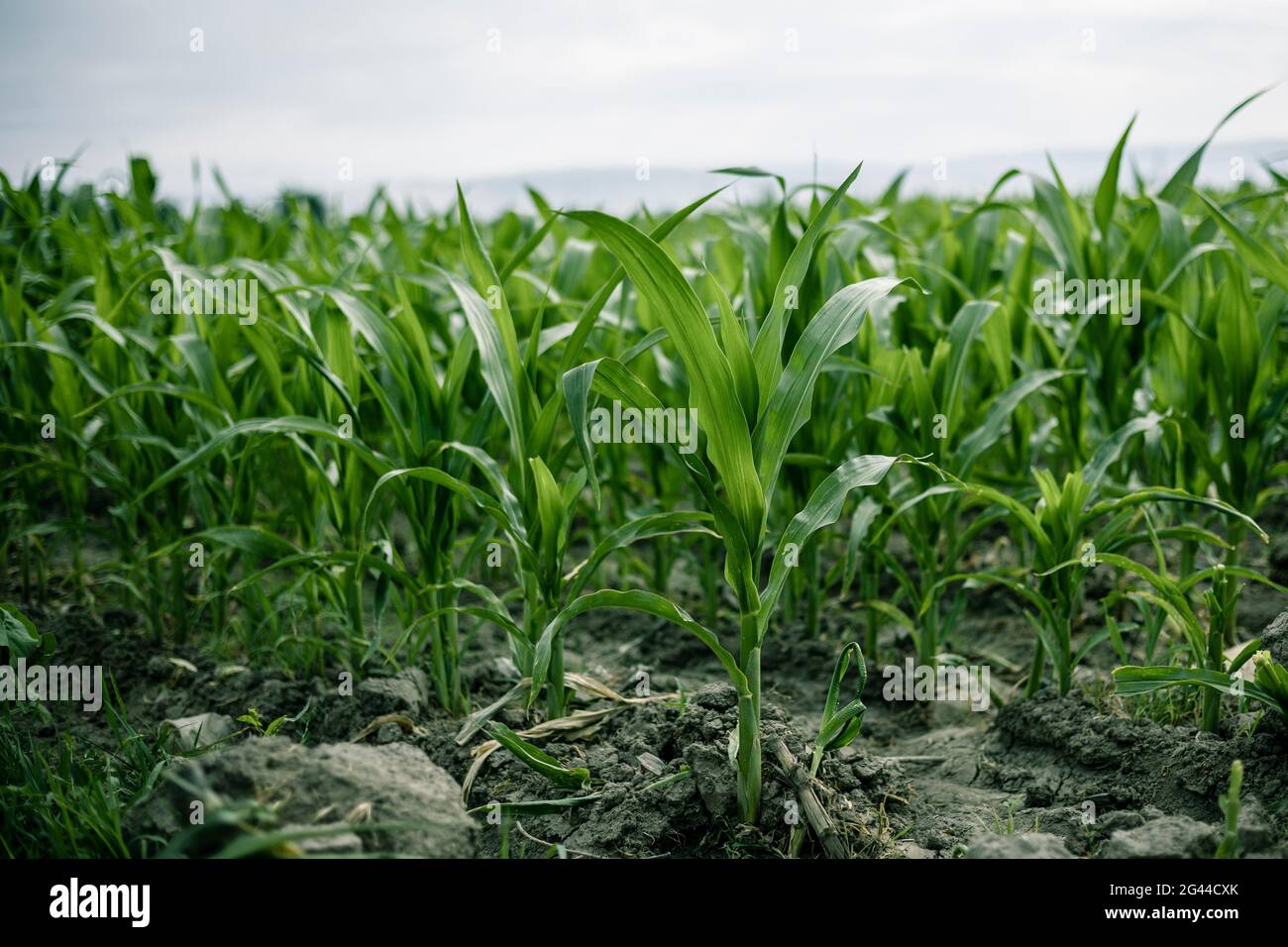 Rows of young corn shoots on a cornfield Stock Photo - Alamy