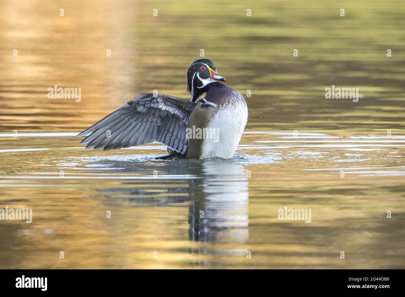 Duck wings hi-res stock photography and images - Alamy