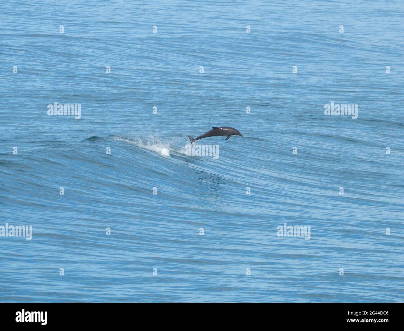 Australian wildlife, Bottlenose dolphins leaping through the waves off ...