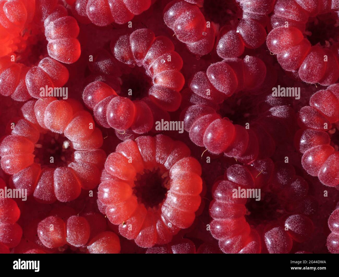 Raspberries top view hi-res stock photography and images - Alamy