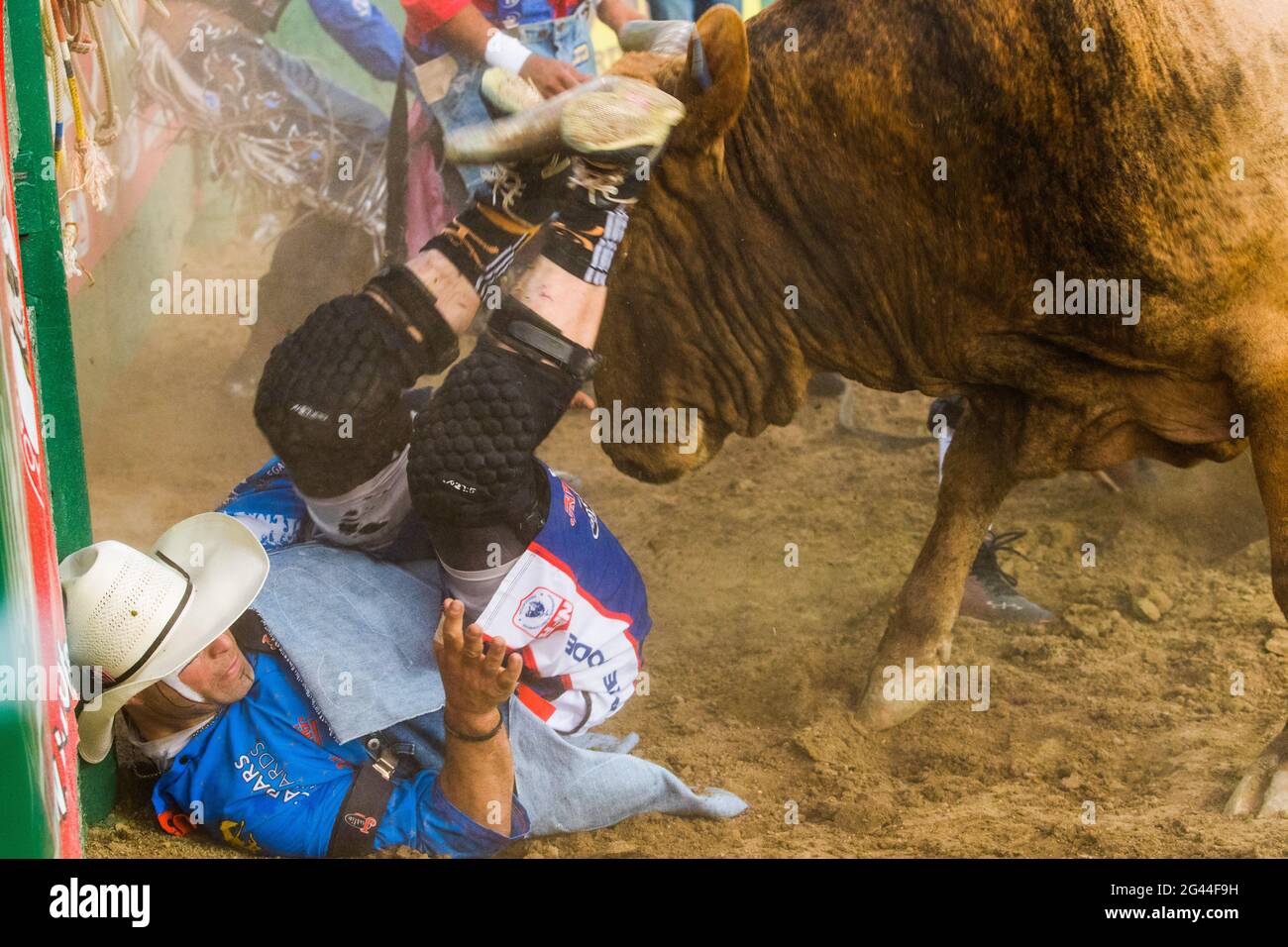 The bull turns hi-res stock photography and images - Alamy