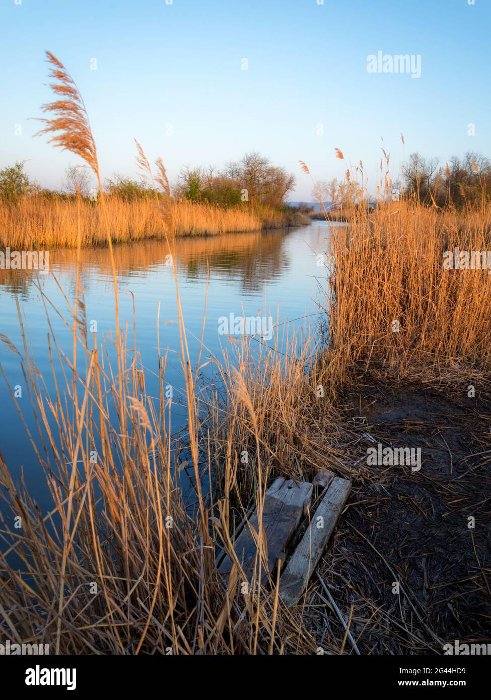 Canal at lake Neusiedlersee with reeds on the shore Stock Photo - Alamy