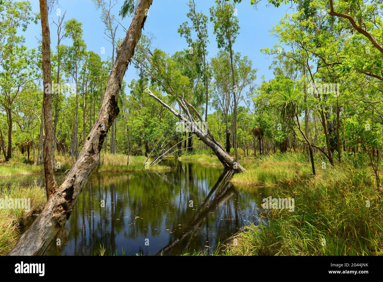 A small creek amidst lush vegetation, eucalyptus trees, Pine Creek ...