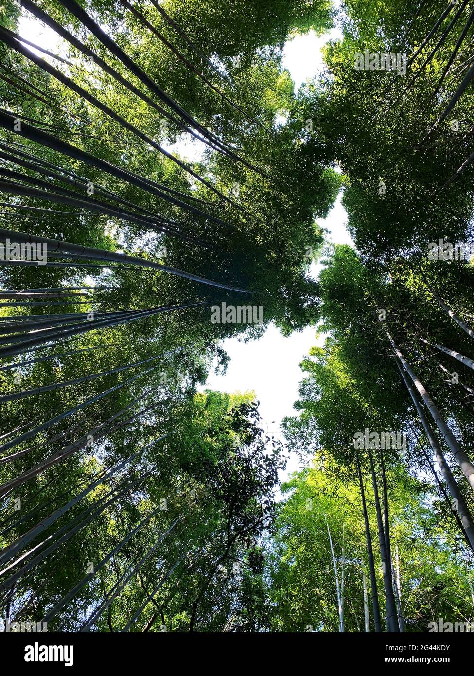 Bamboo grove at arashiyama hi-res stock photography and images - Alamy
