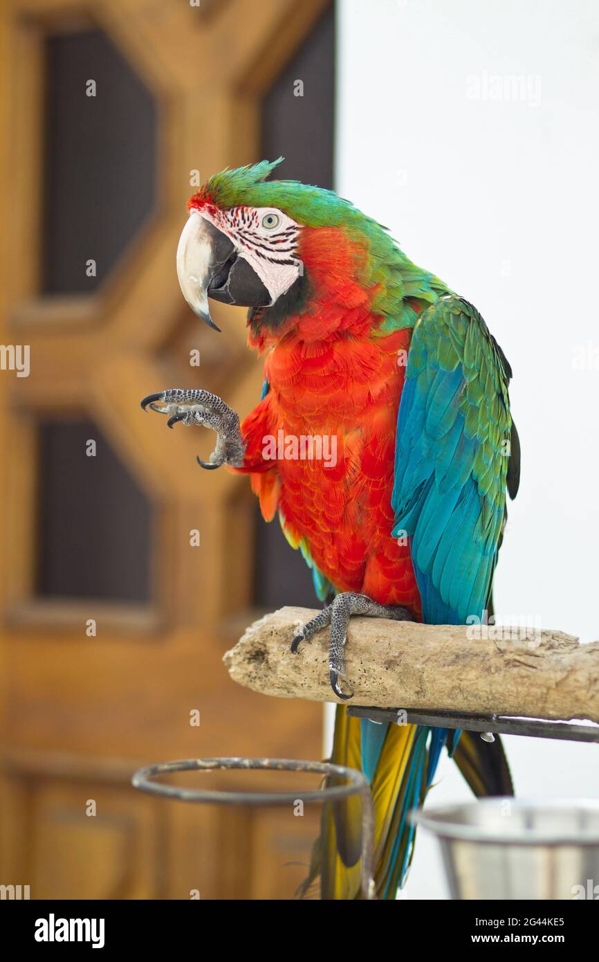 Parrots in italy hi-res stock photography and images - Alamy