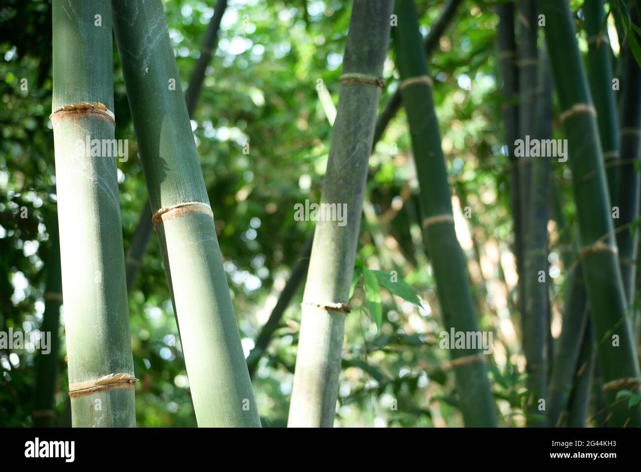 Bamboo natural hi-res stock photography and images - Alamy