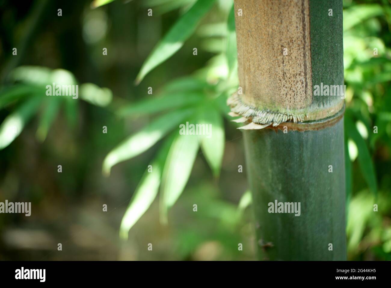 Bamboo detail leaf hi-res stock photography and images - Alamy