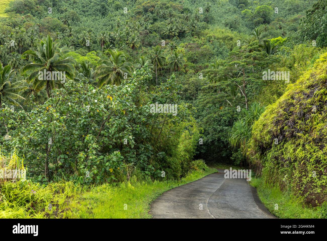 Road leads through lush jungle vegetation, near Taipivai, Nuku Hiva ...