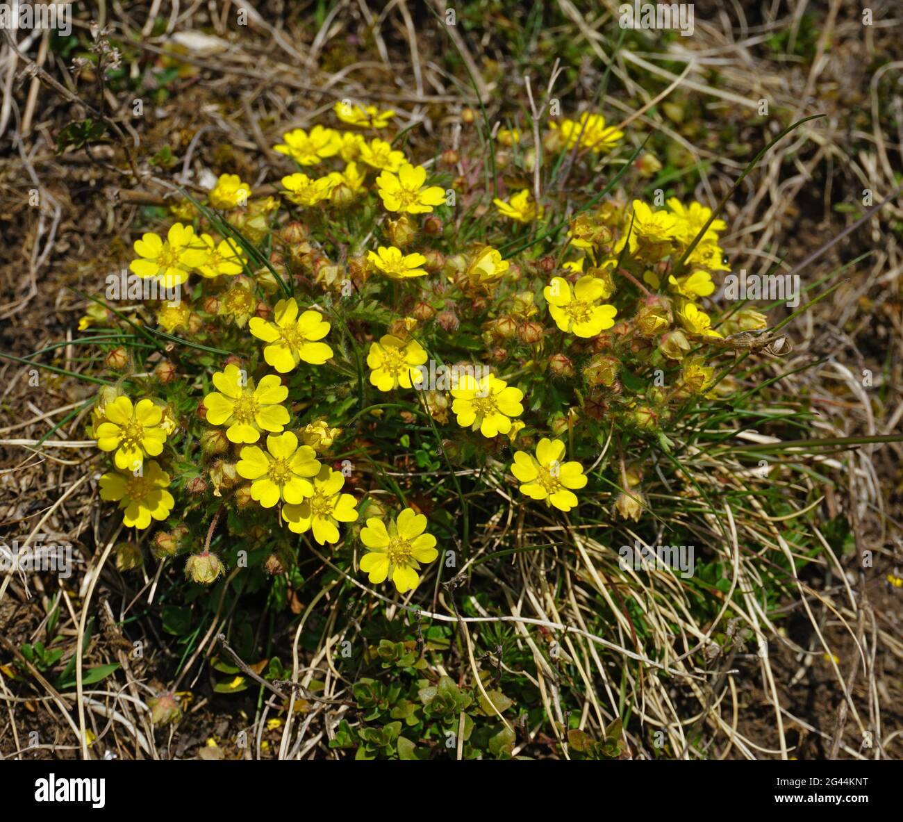 Spotted cinquefoil potentilla tabernaemontani hi-res stock photography ...
