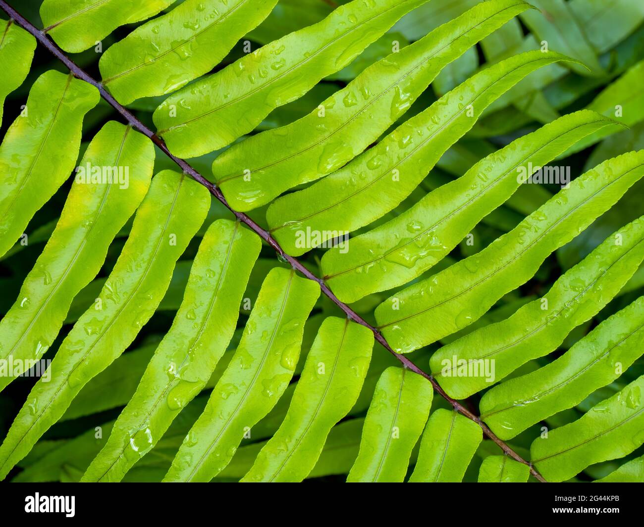 Frond hi-res stock photography and images - Alamy