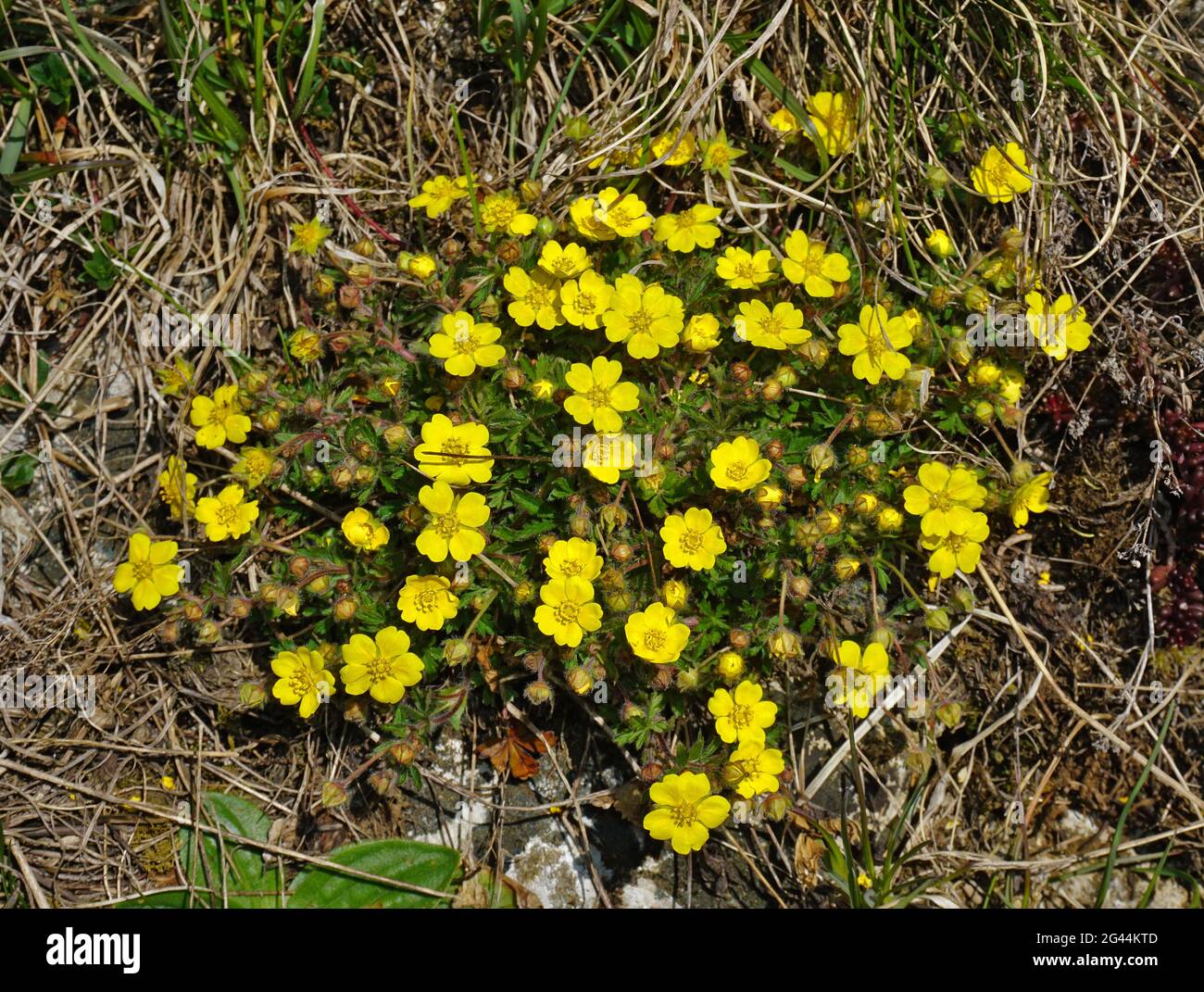Spotted cinquefoil potentilla tabernaemontani hi-res stock photography ...
