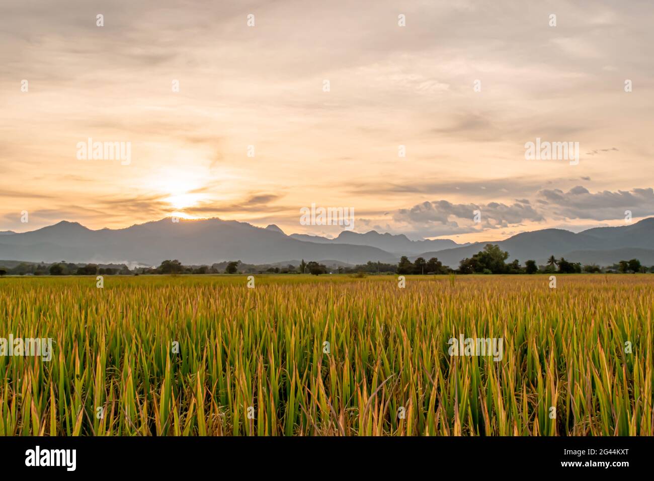 Rice field and sky background in the evening at sunset time with sun ...