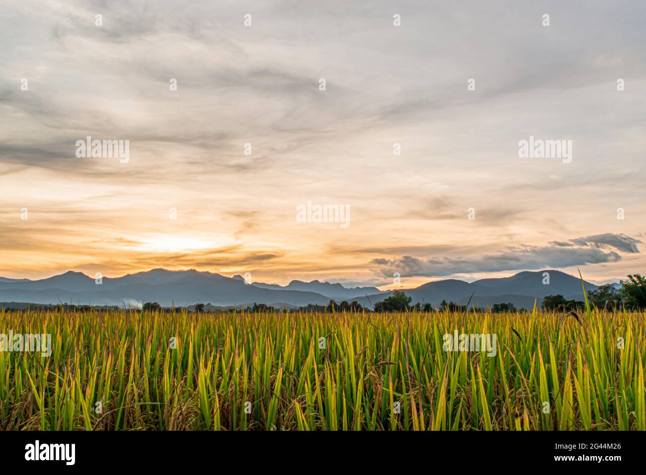 Rice field and sky background in the evening at sunset time Stock Photo ...