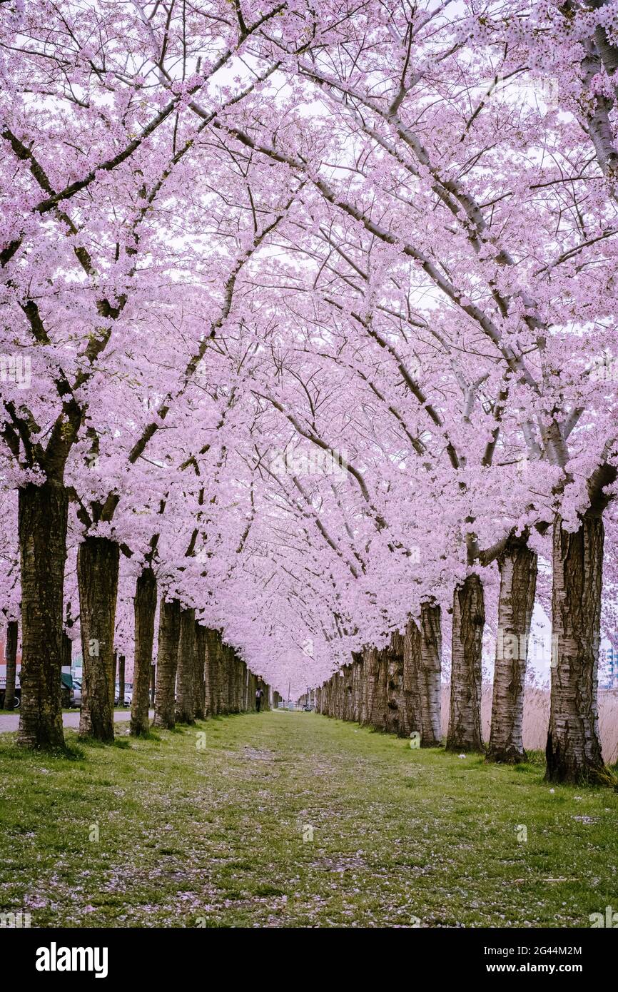 Sakura Cherry blossoming alley. Wonderful scenic park with rows of ...