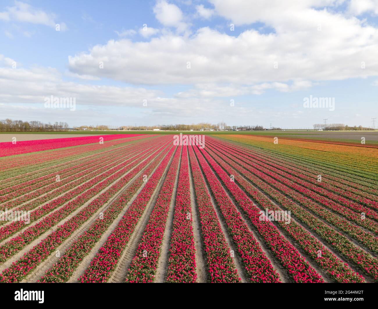 Holland bulb fields windmill hi-res stock photography and images - Alamy