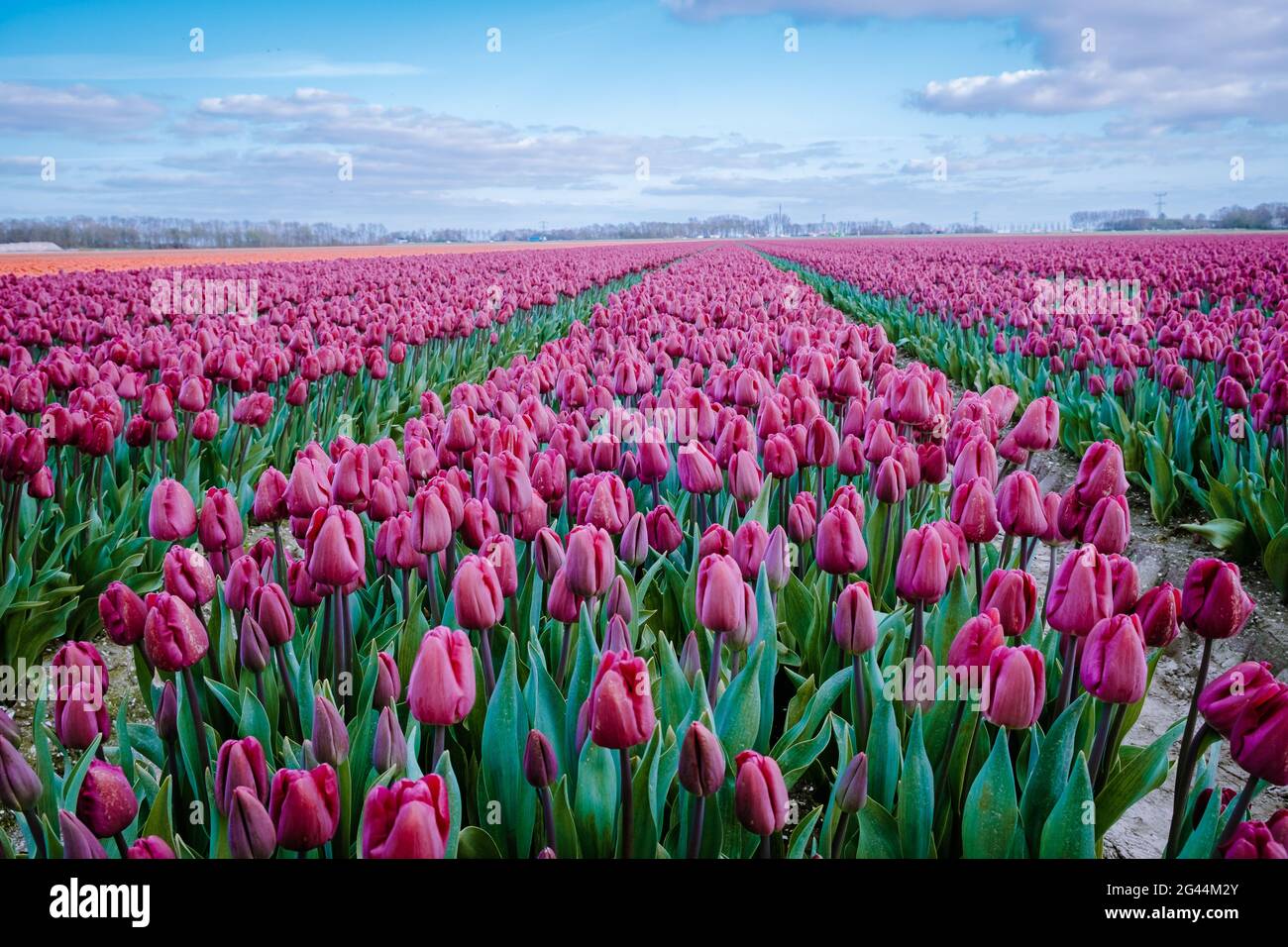 Aerial view of bulb-fields in springtime, colorful tulip fields in the ...