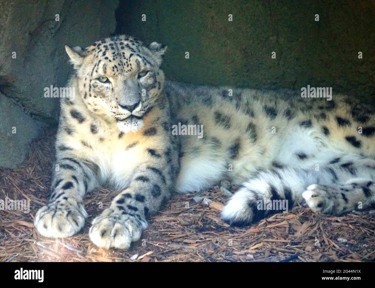 Leopard back view hi-res stock photography and images - Alamy