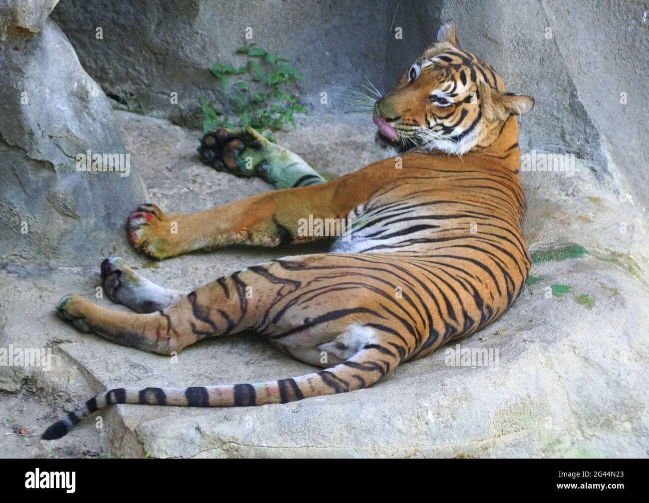 Malayan tiger hi-res stock photography and images - Alamy
