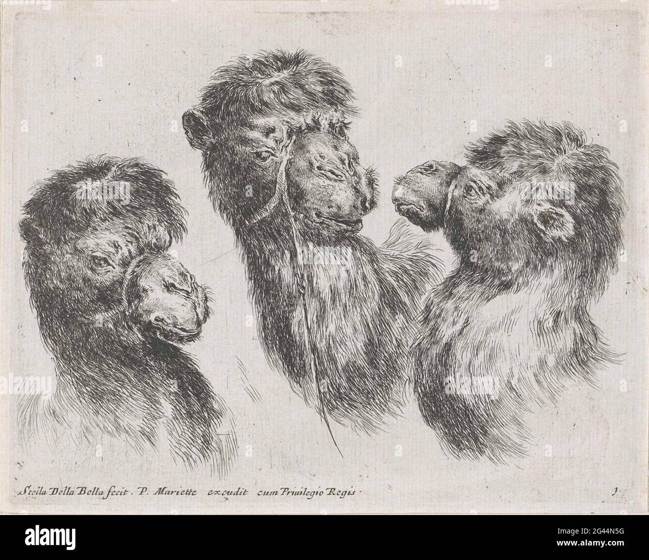 Three camel heads; Animal heads Stock Photo - Alamy