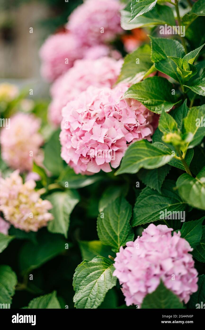 Green bushes with pink flowers hi-res stock photography and images - Alamy