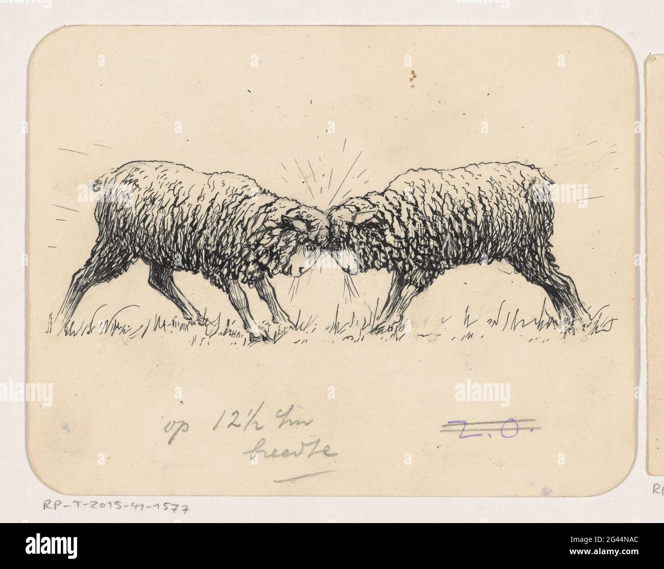 Fighting rams hi-res stock photography and images - Alamy