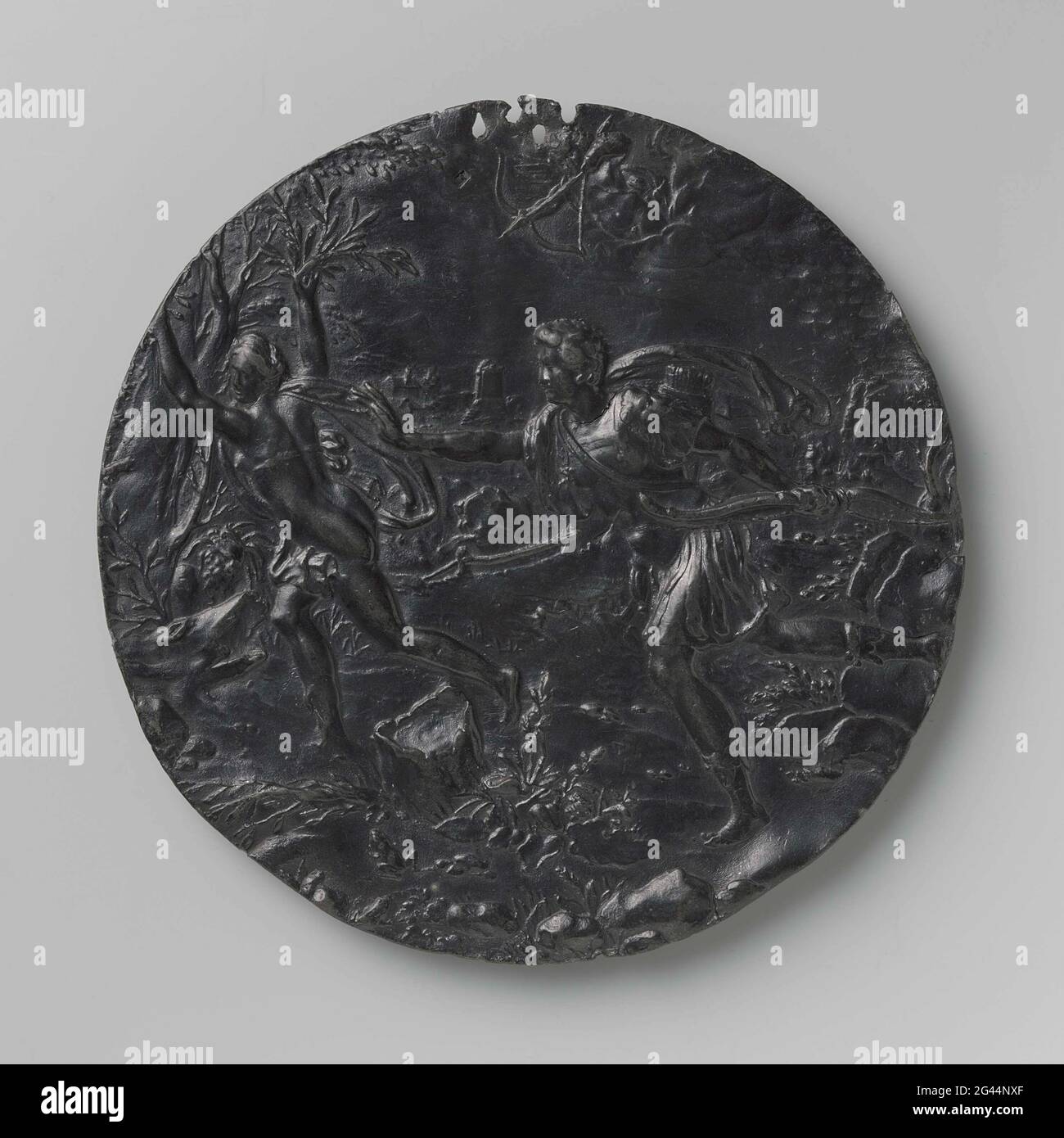 Daphne apollo laurel tree hi-res stock photography and images - Alamy