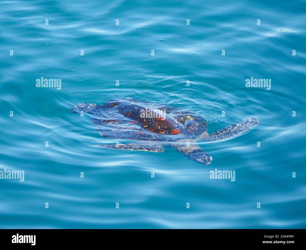 A beautifully coloured Green Sea turtle swimming in the blue waters of ...