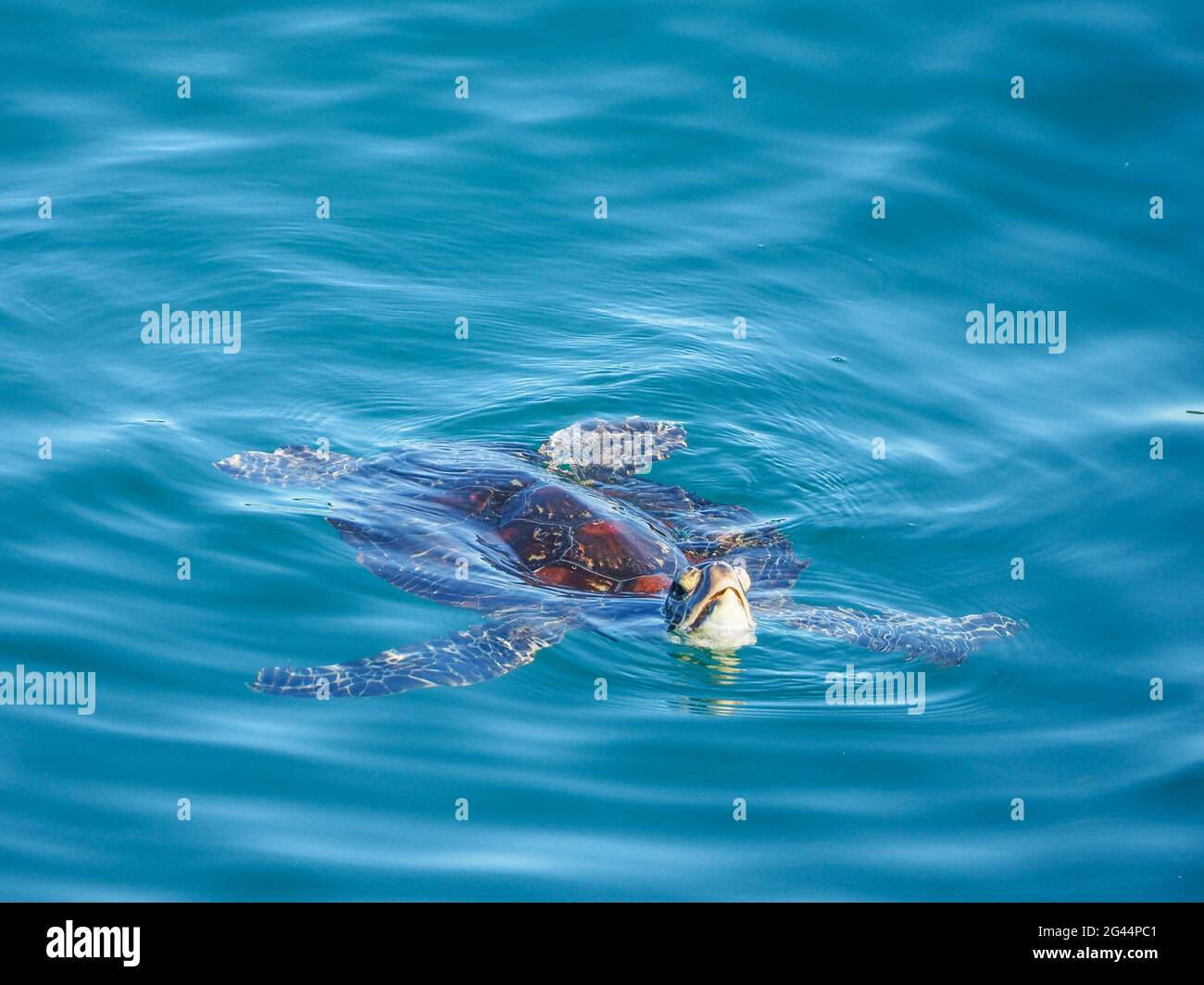 A beautifully coloured Green Sea turtle swimming in the blue waters of ...