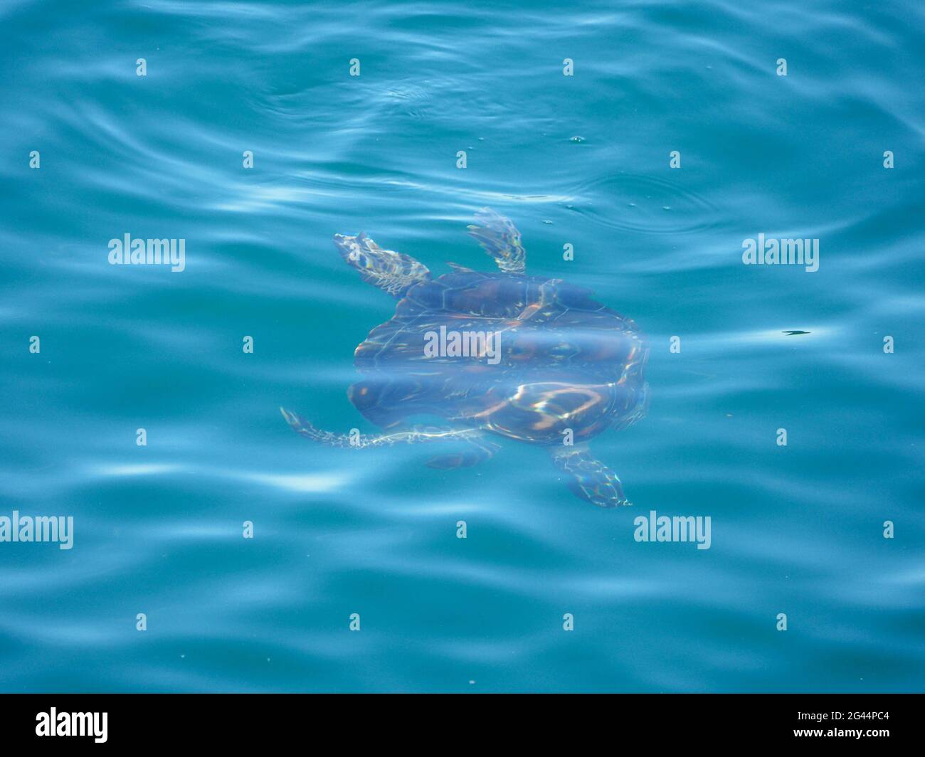 A beautifully coloured Green Sea turtle underwater just below the ...