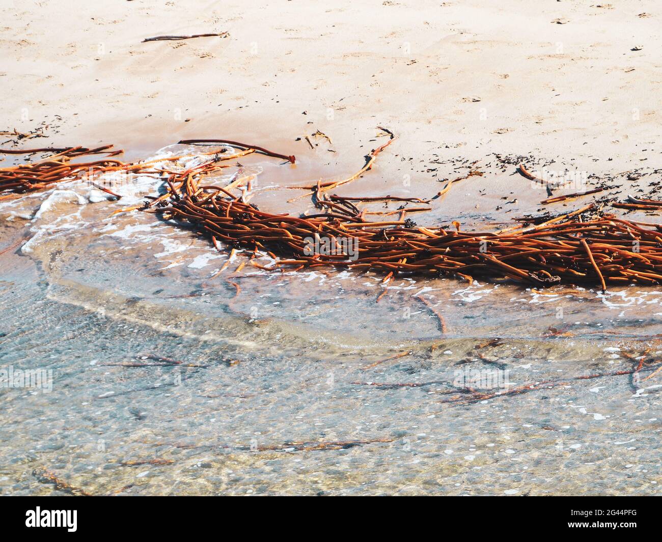 Seaweed stalks hi-res stock photography and images - Alamy