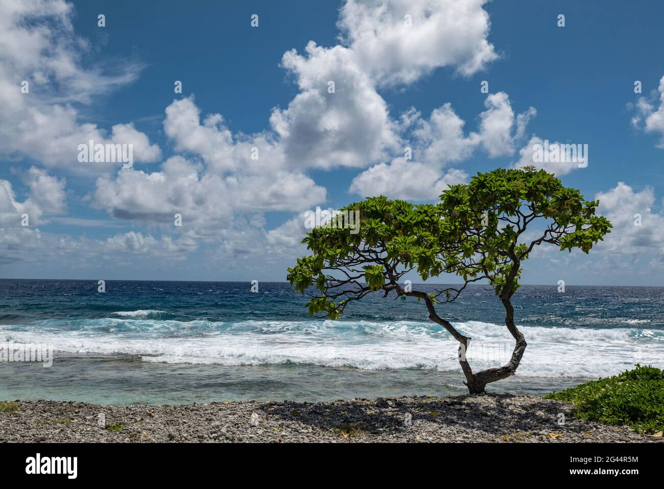 Tree on the beach on the south Pacific side of the atoll, Avatoru ...
