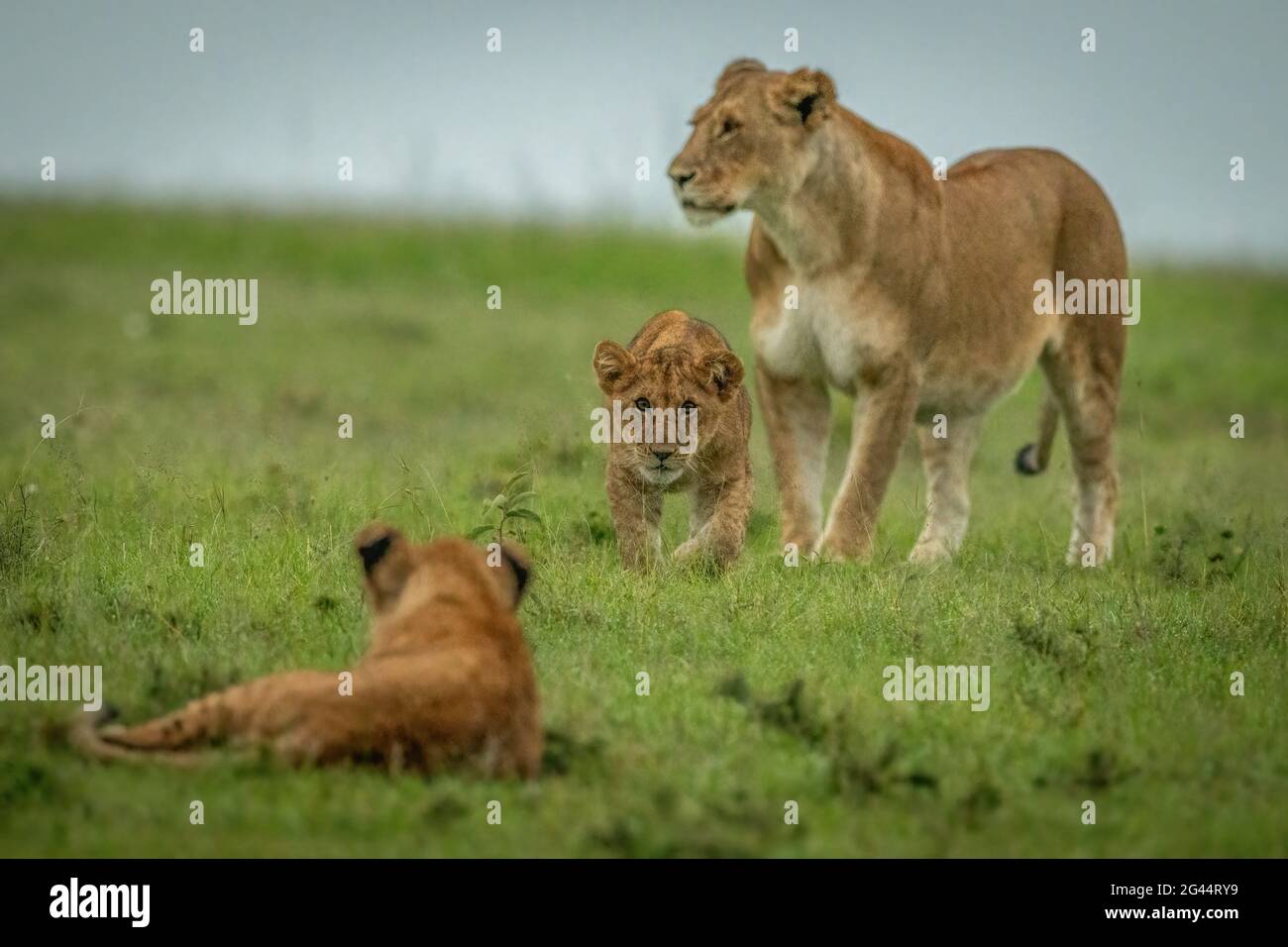 Lioness stands as cubs watch each other Stock Photo - Alamy