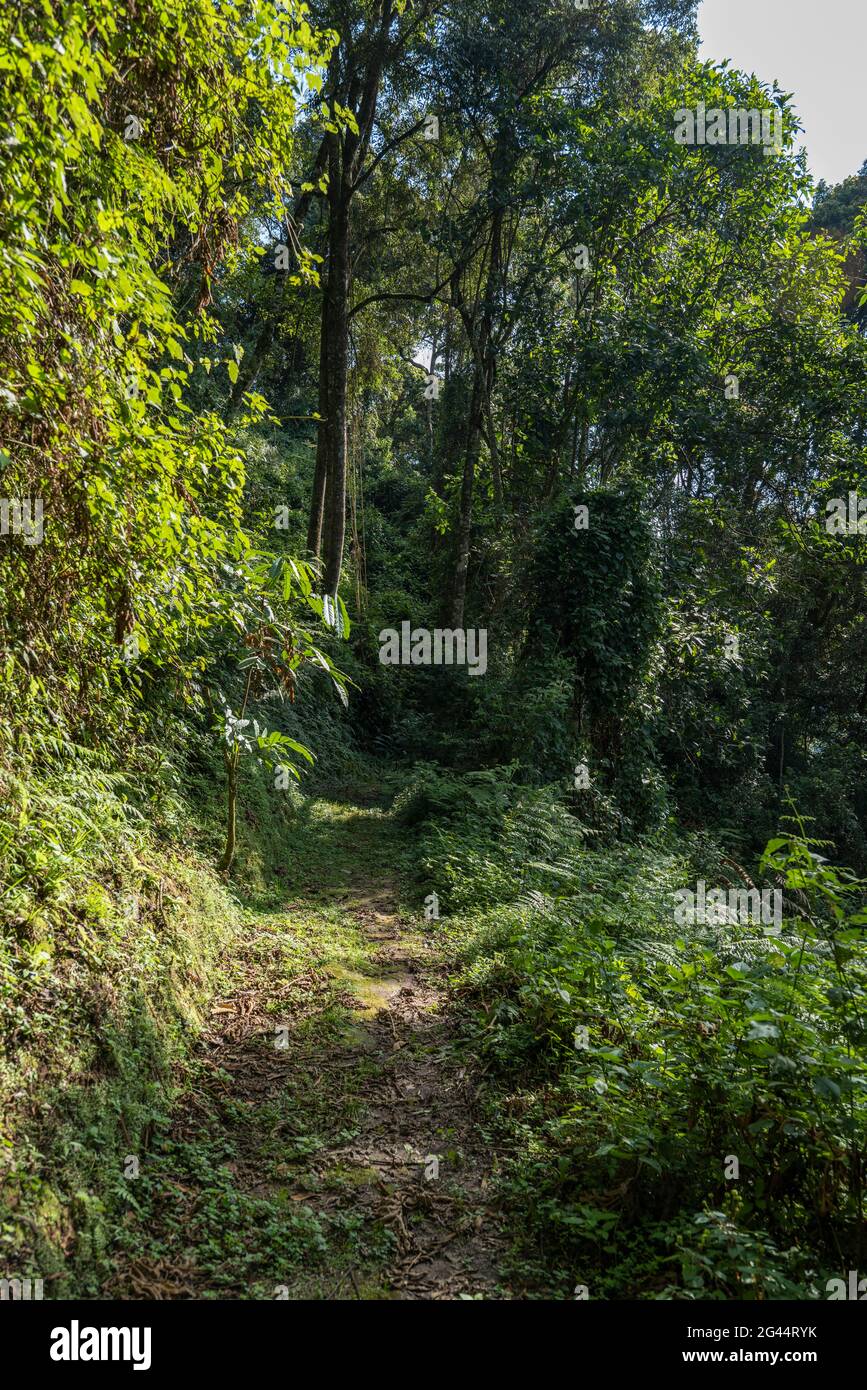 Nyungwe forest hi-res stock photography and images - Alamy