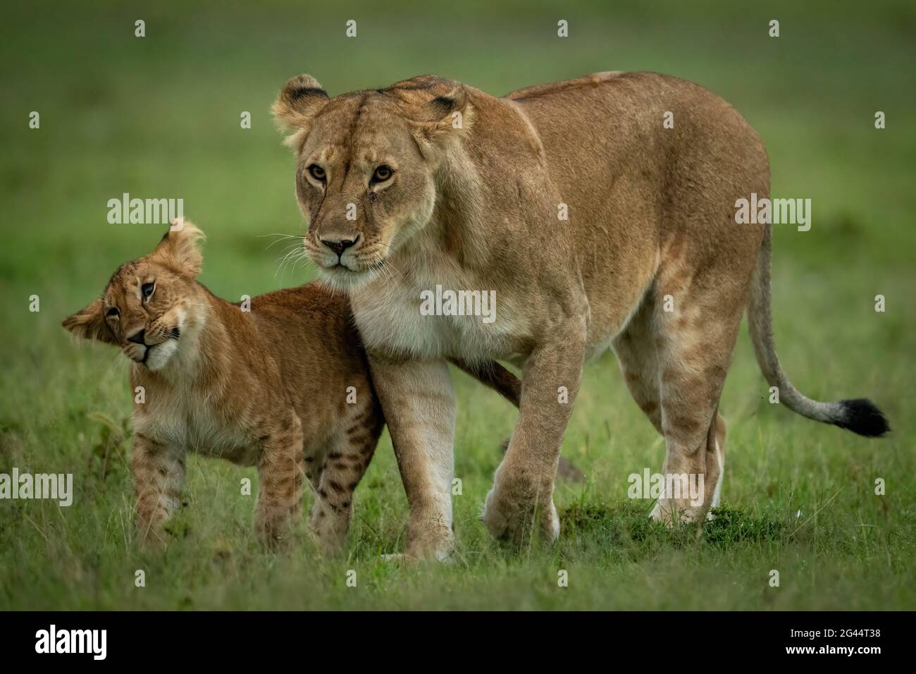 Lion panthera leo shaking hi-res stock photography and images - Alamy