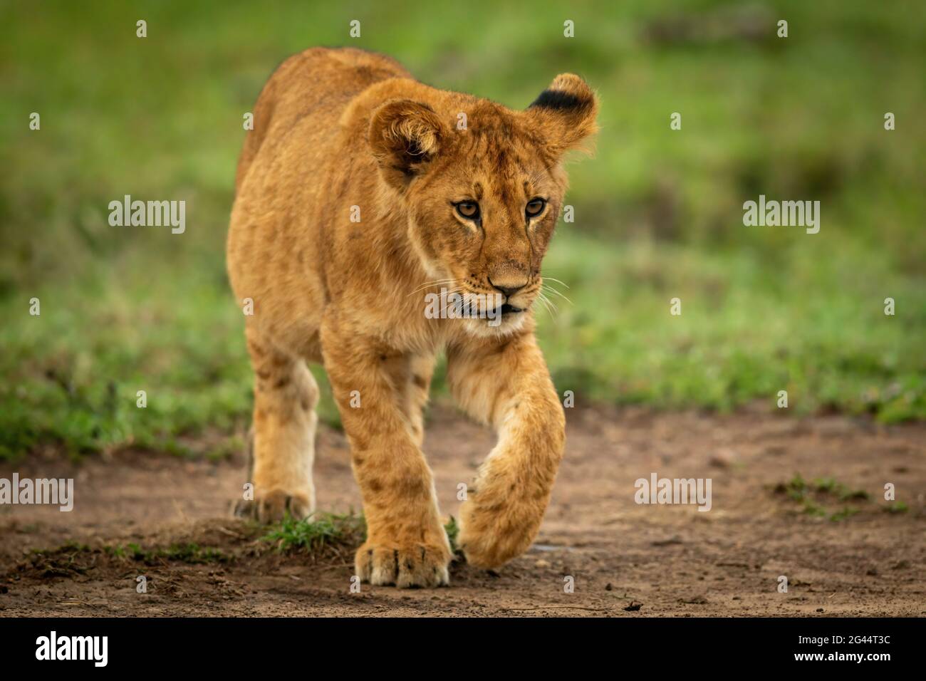 Lion cub walks across dirt raising paw Stock Photo - Alamy
