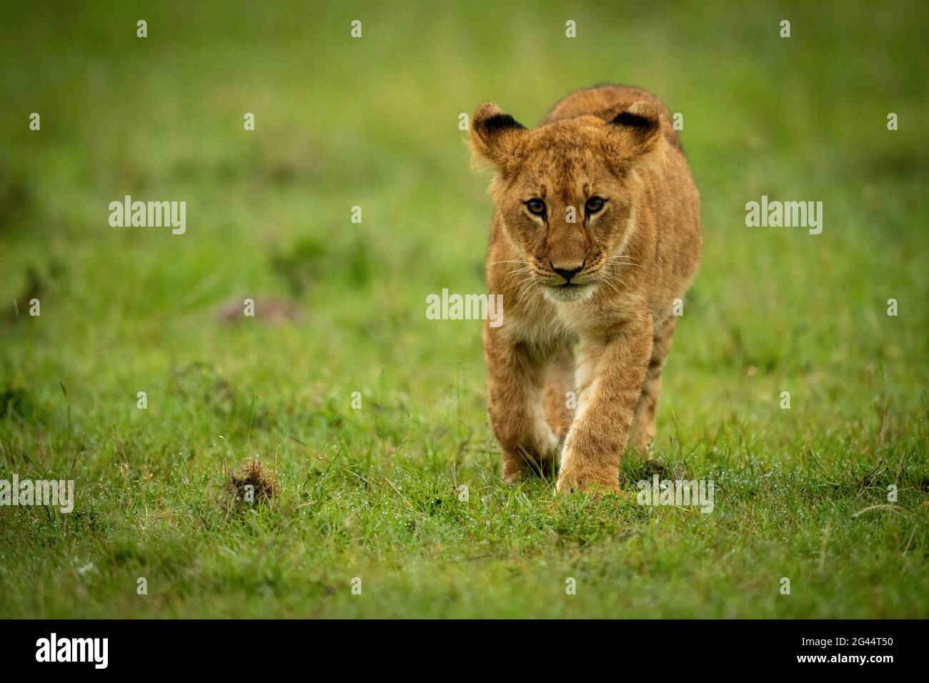 Lion cub walks towards camera raising paw Stock Photo - Alamy