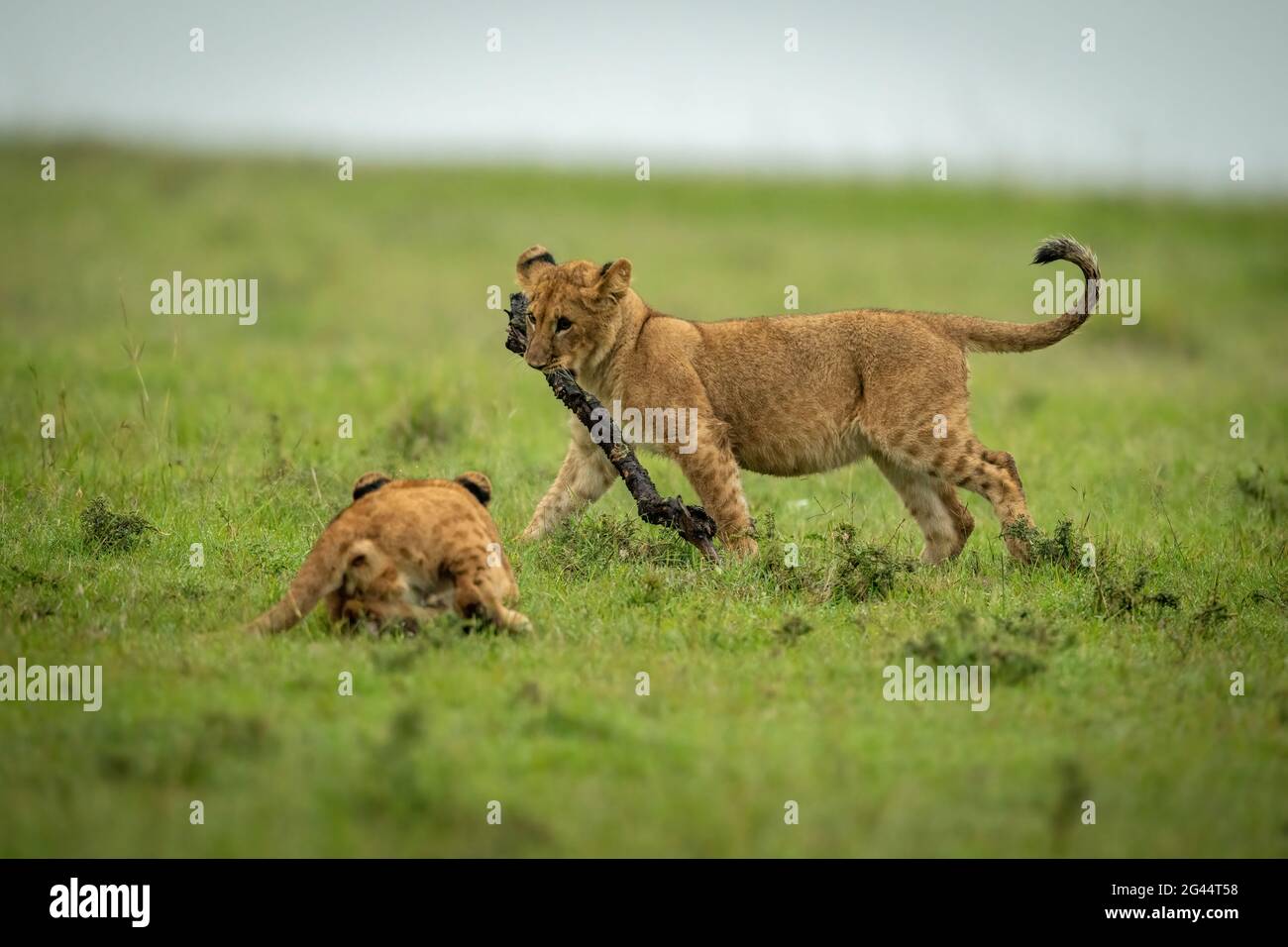 Lion cub watches another walking with stick Stock Photo - Alamy
