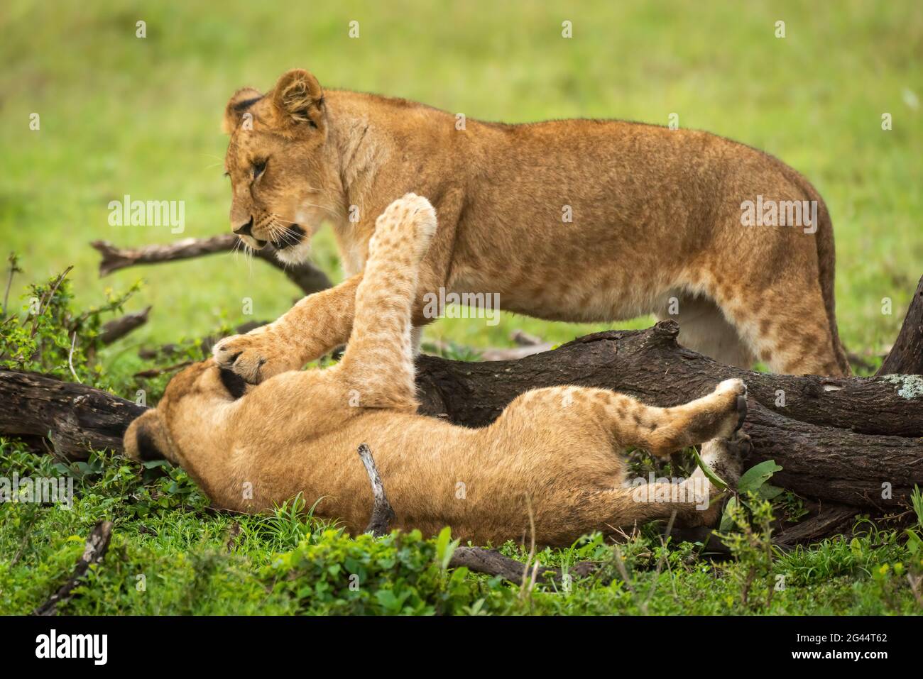 Lion cubs slap each other by branch Stock Photo - Alamy