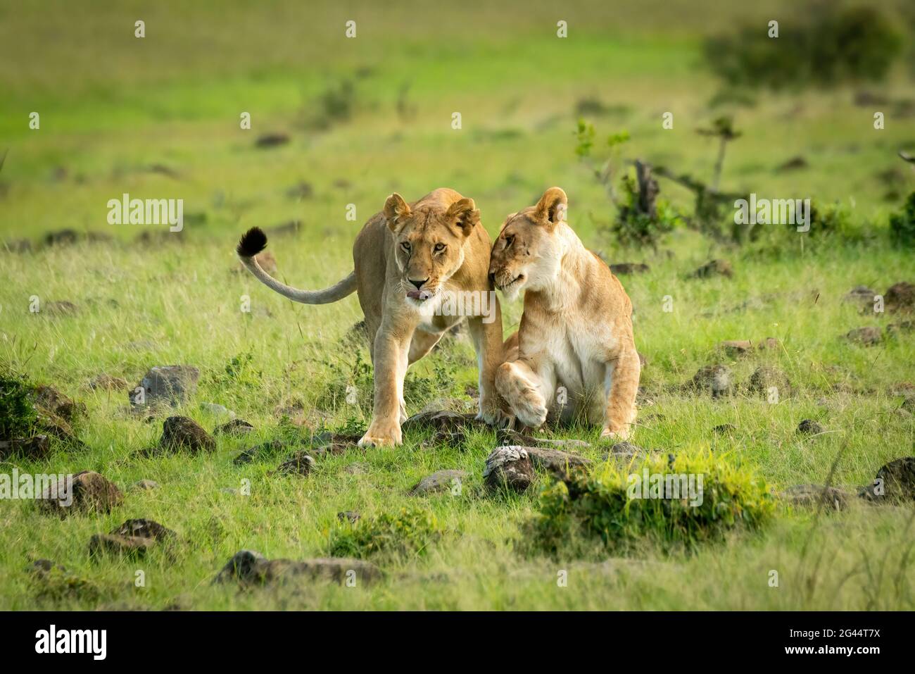 Nuzzling lion hi-res stock photography and images - Alamy
