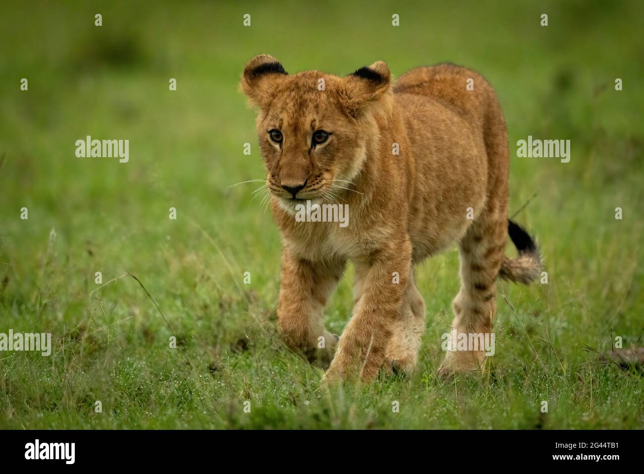 Baby lion walking in grass hi-res stock photography and images - Alamy