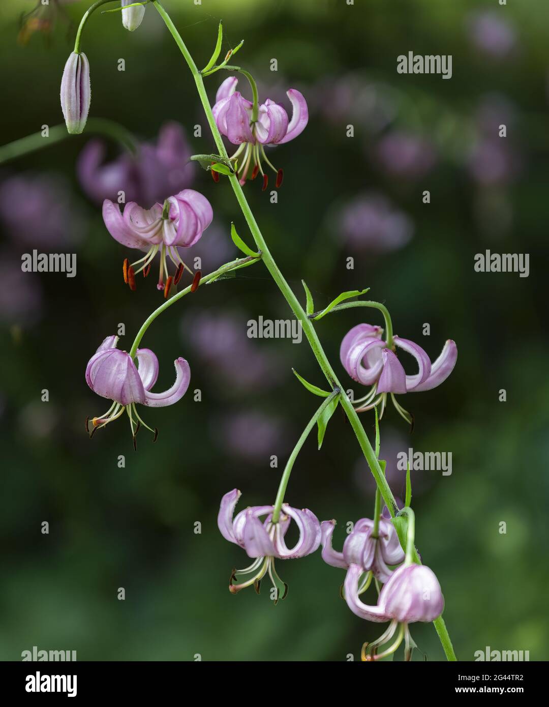 Folded back perigone leaves hi-res stock photography and images - Alamy