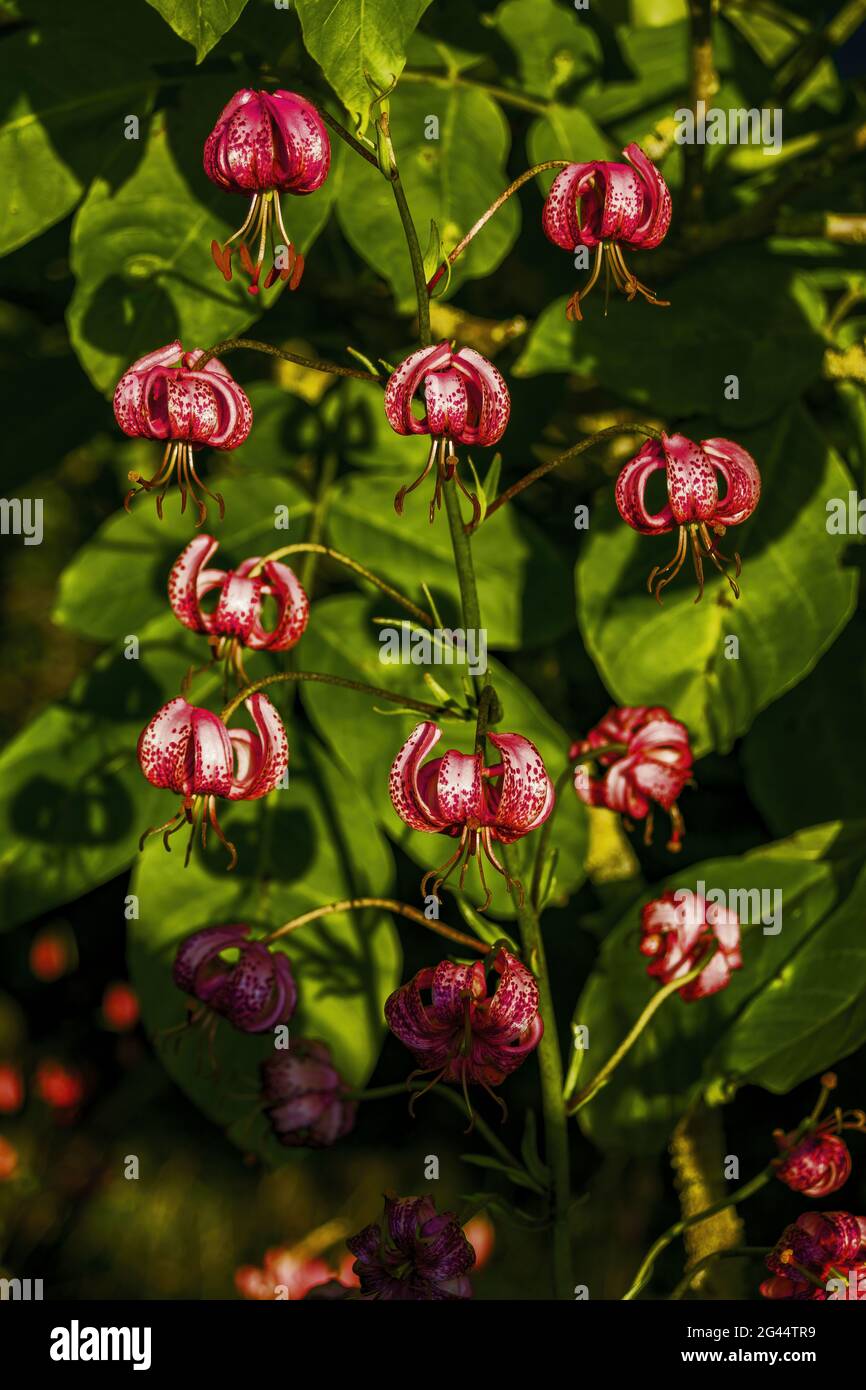 Panicle inflorescence hi-res stock photography and images - Alamy