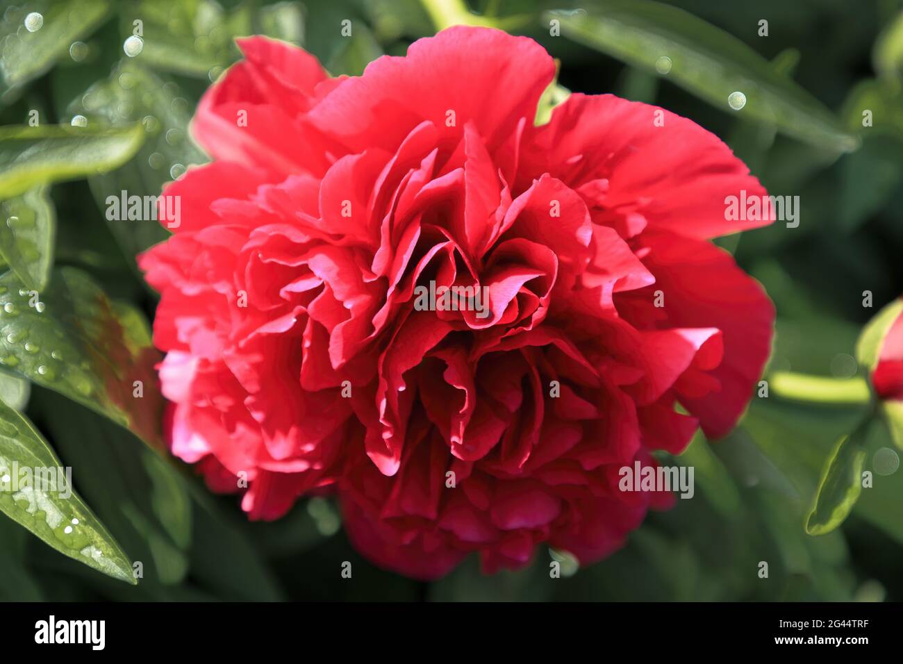 Peony flower with dew hi-res stock photography and images - Alamy