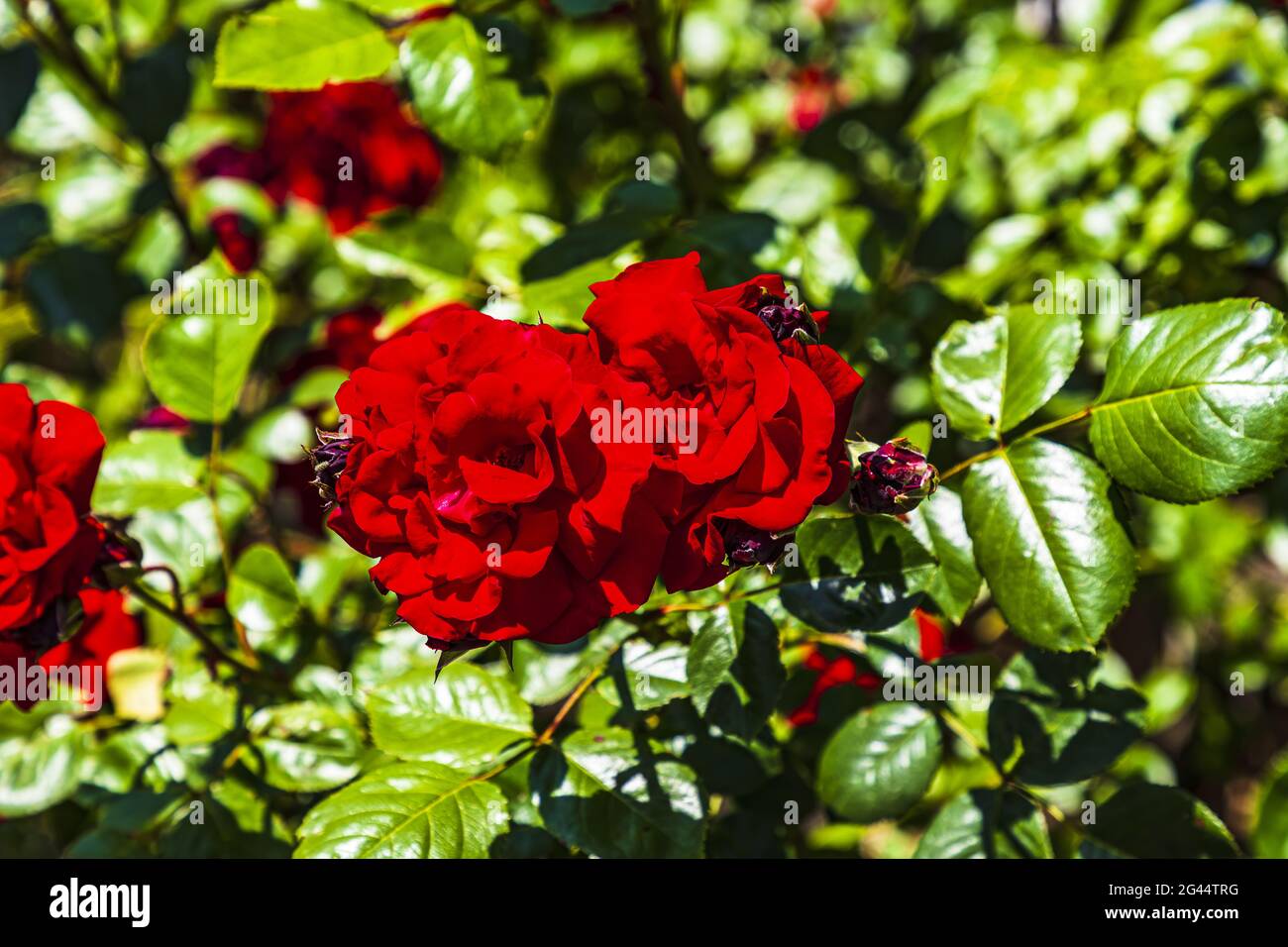 Climbing red rose hi-res stock photography and images - Alamy