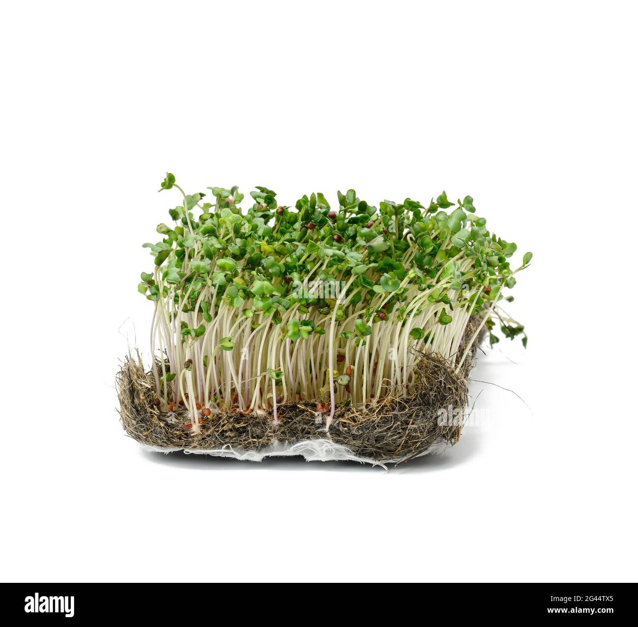 Green broccoli sprouts on a white background, healthy microgreen Stock ...
