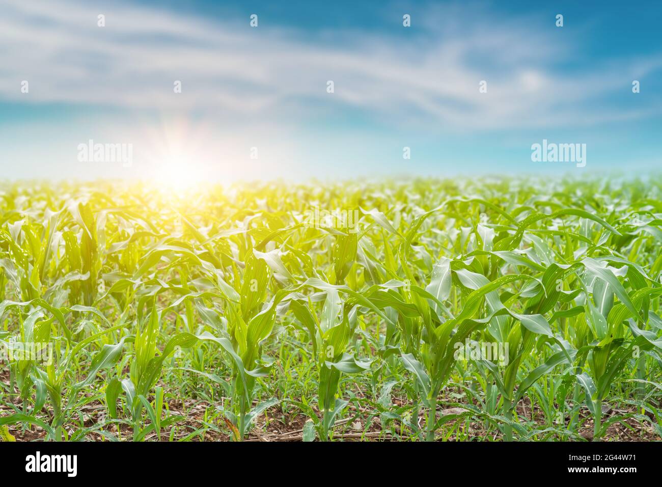 Maize seedling field at sunrise background. Agriculture countryside ...