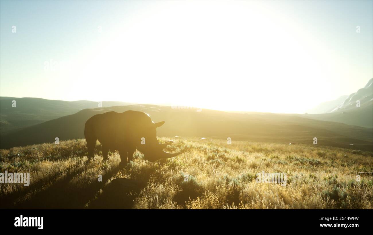 Kenya sunset rhino hi-res stock photography and images - Alamy